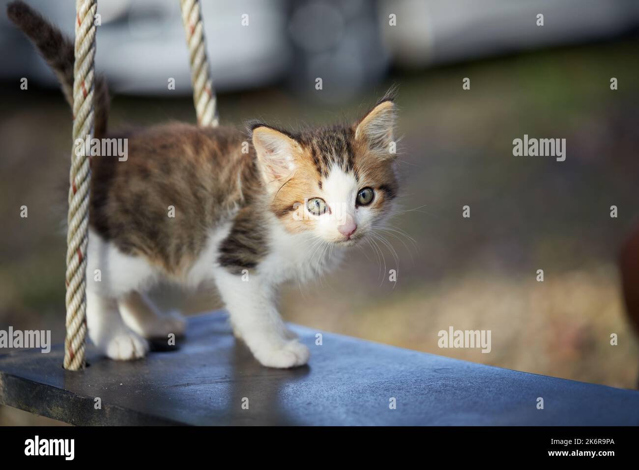Cat kitten swing hi-res stock photography and images - Alamy