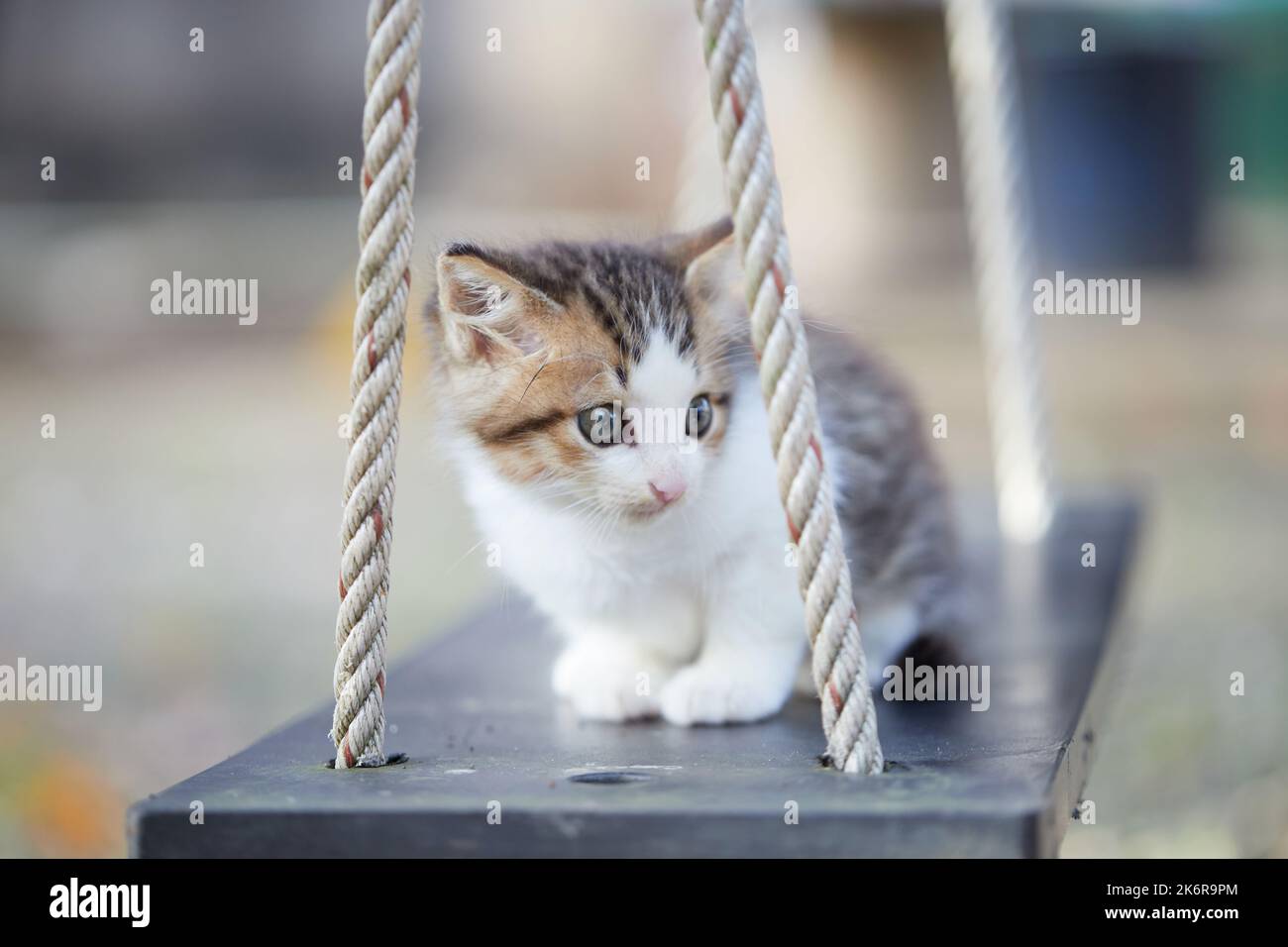 Cat kitten swing hi-res stock photography and images - Alamy