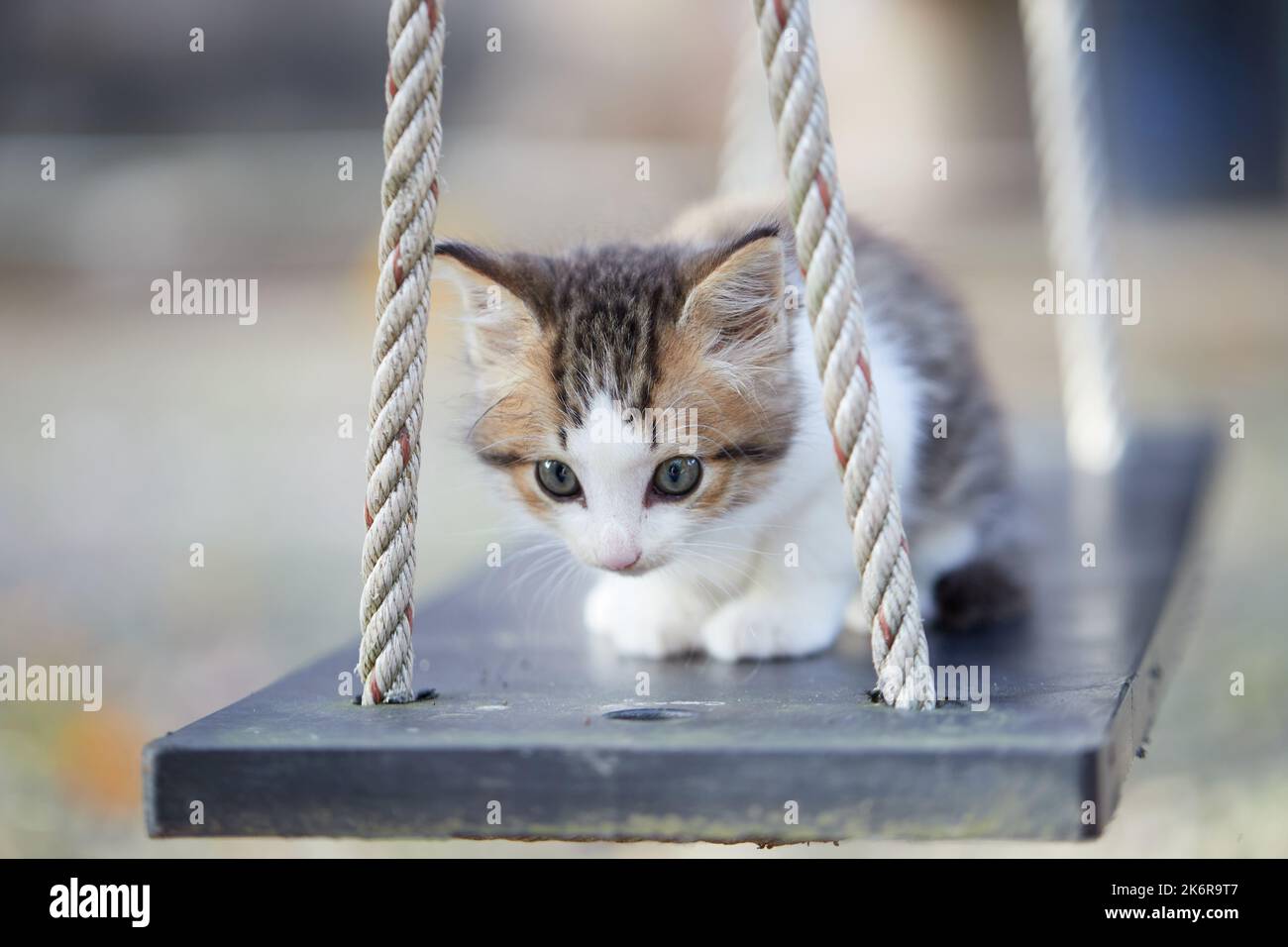 Cat kitten swing hi-res stock photography and images - Alamy
