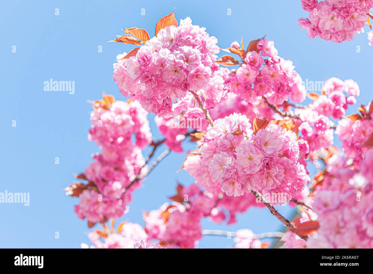 Flowering Japanese cherry tree or sakura in the spring Stock Photo - Alamy