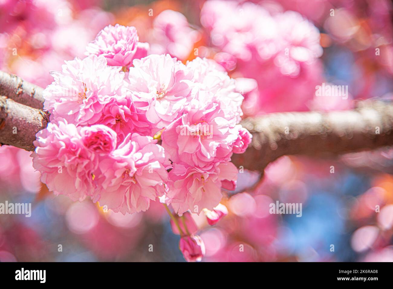 Flowering Japanese cherry tree or sakura in the spring Stock Photo - Alamy