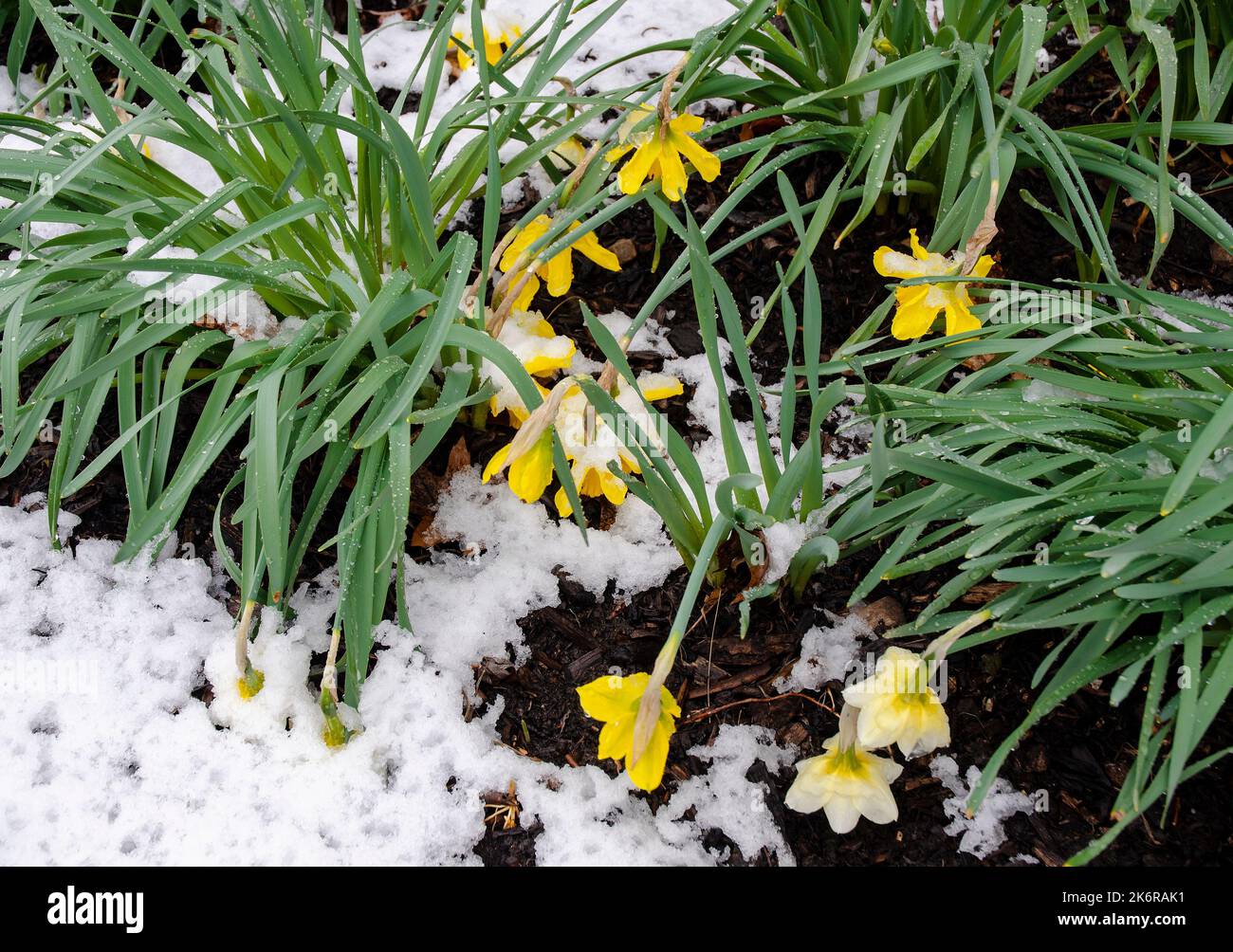 A rare April snow storm covers Daffodils in a suburban garden, Will ...