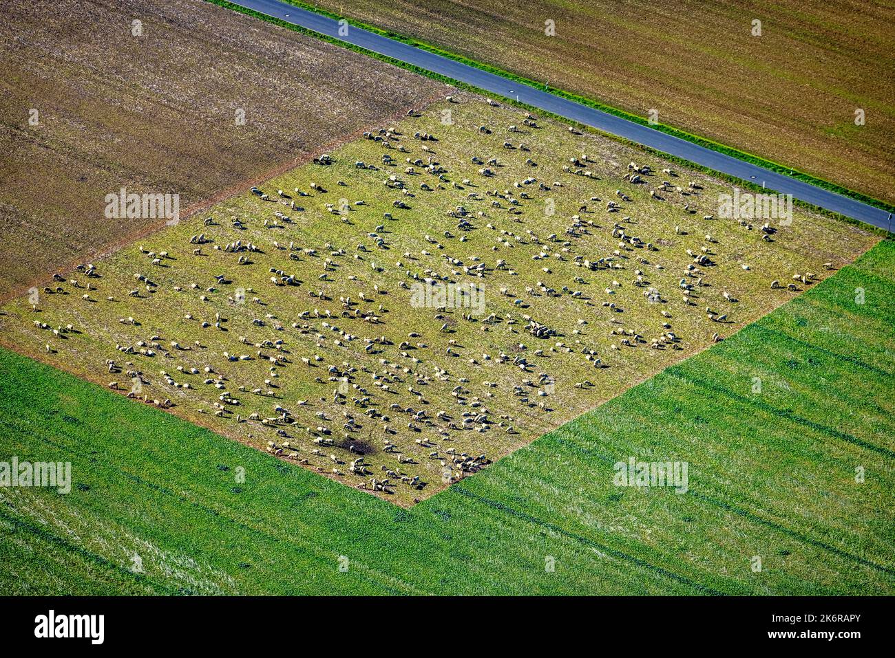 Aerial view, sheep on a meadow, Holzwickede, Ruhr area, North Rhine ...
