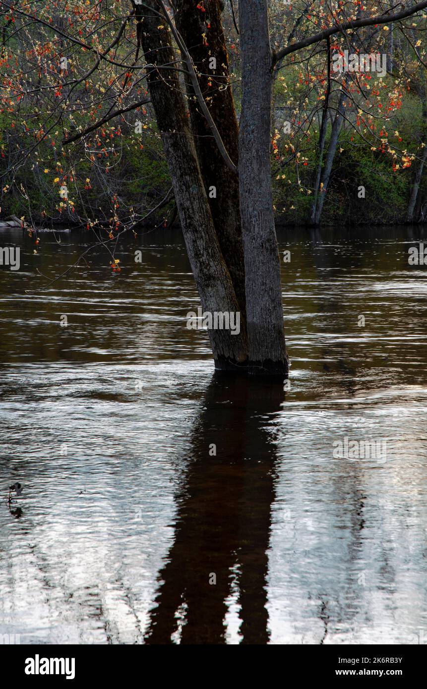 The Huron River in Huron Mills Metroprak is at flood level after heavy ...