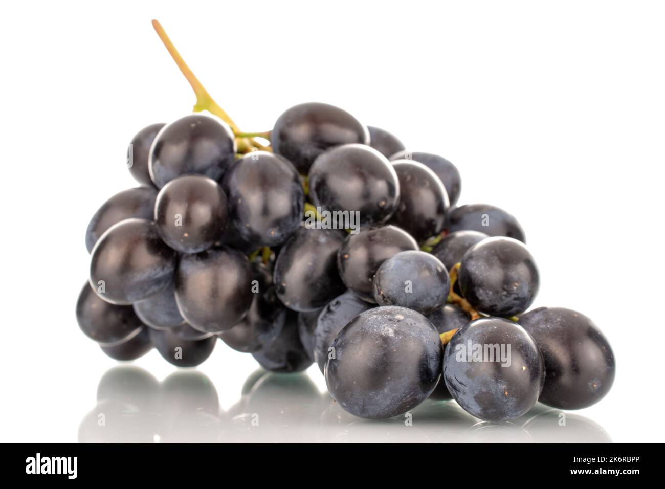 One sprig of sweet black grapes, macro, isolated on white background ...