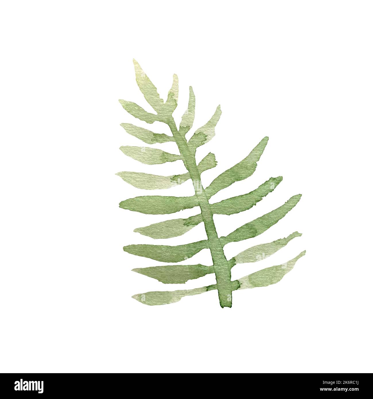 a green cute branch fern watercolor illustration Stock Photo - Alamy a green cute branch fern watercolor illustration Stock Photo - Alamy