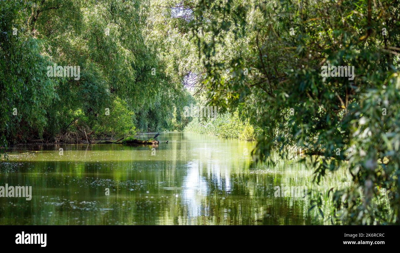 The swamps of the Danube Delta in Romania Stock Photo - Alamy