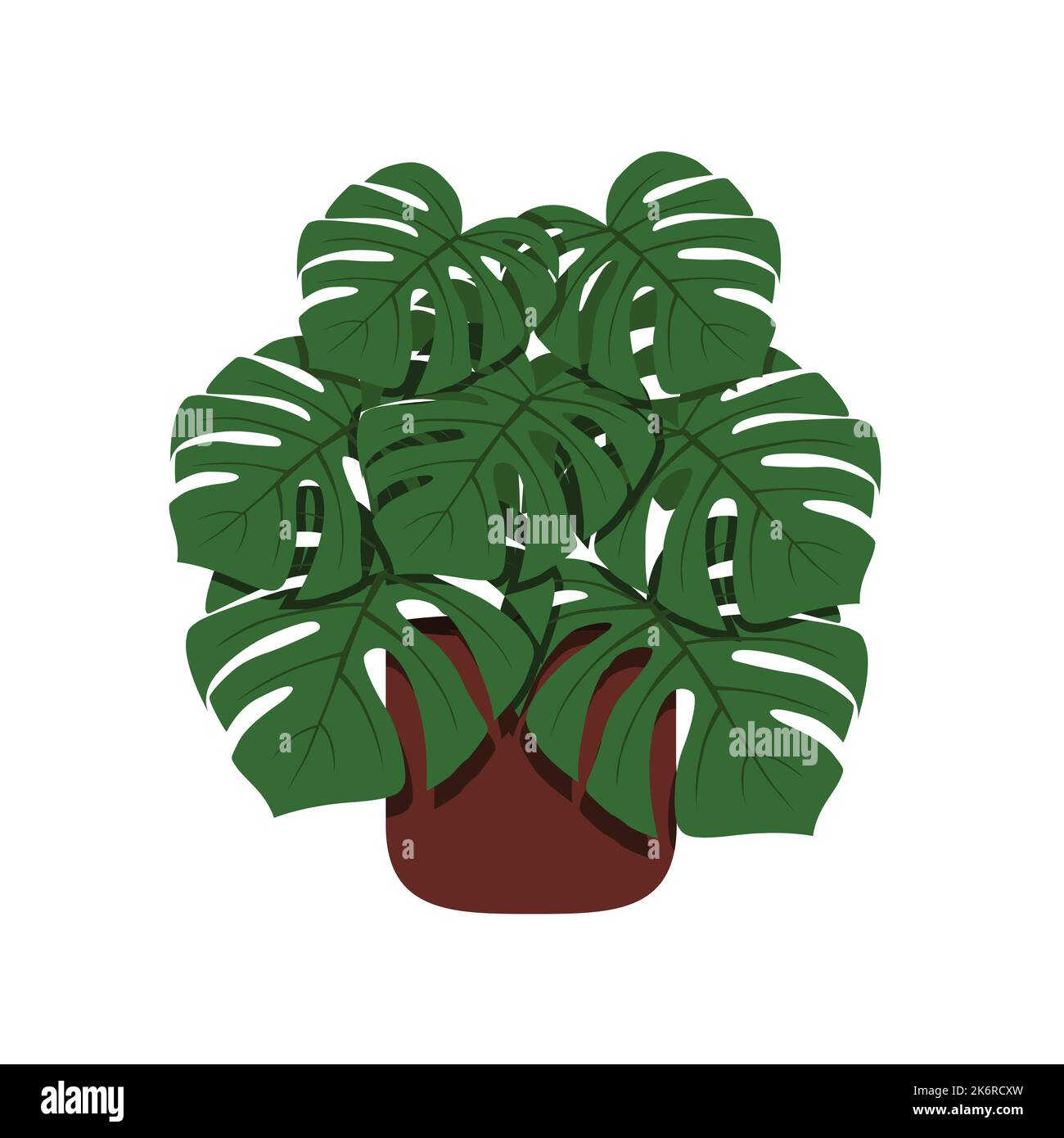 Monstera in a flower pot isolated. Tropical plant for interior decor of ...