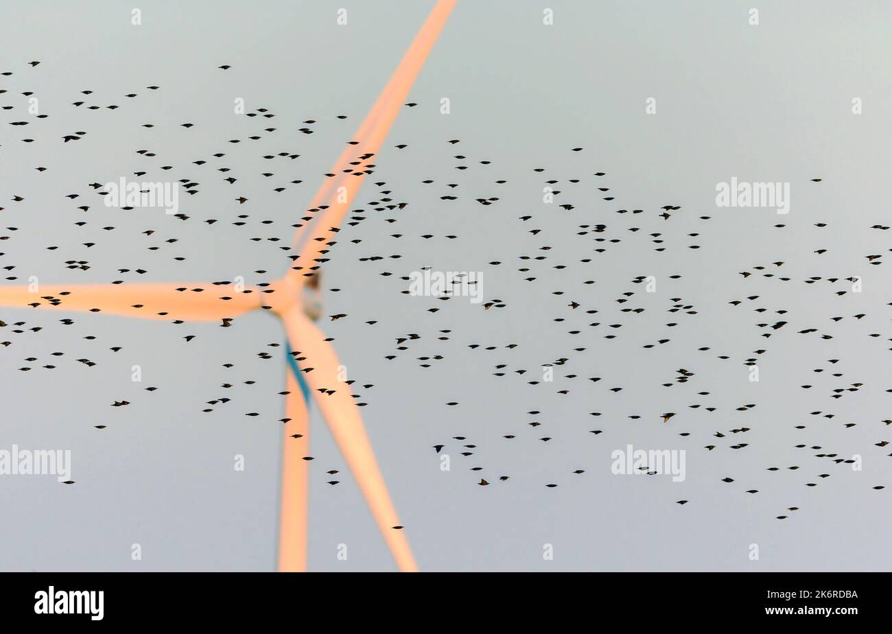 Murmuration of common starlings (Sturnus vulgaris) in front of ...