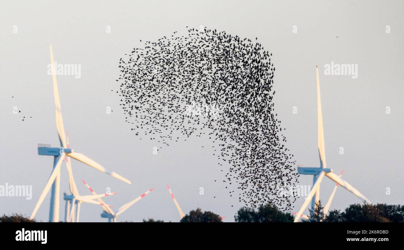 Murmuration of common starlings (Sturnus vulgaris) in front of ...