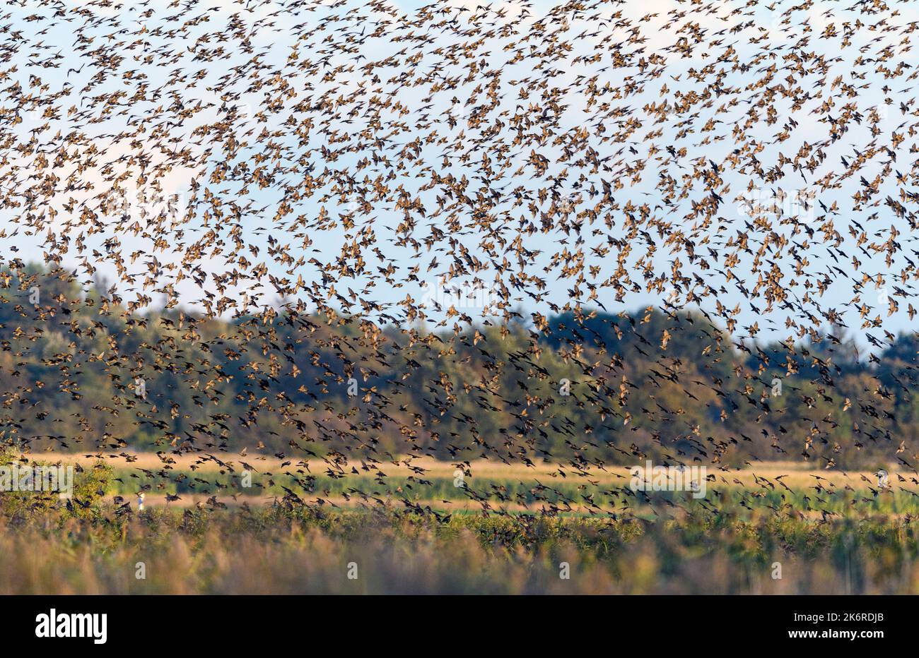 Murmuration of common starlings (Sturnus vulgaris) at Hasberg Sö ...