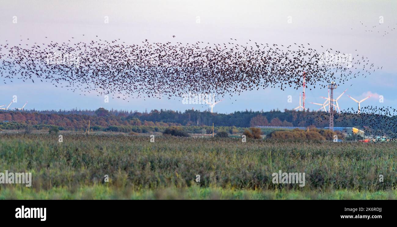 Murmuration of common starlings (Sturnus vulgaris) at Hasberg Sö ...