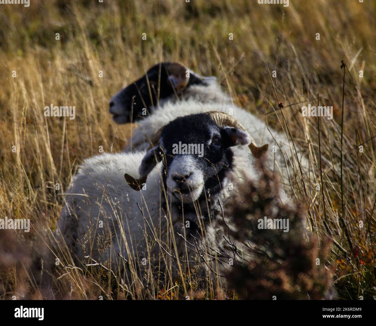 Swaledale sheep in the Peak District, UK Stock Photo - Alamy