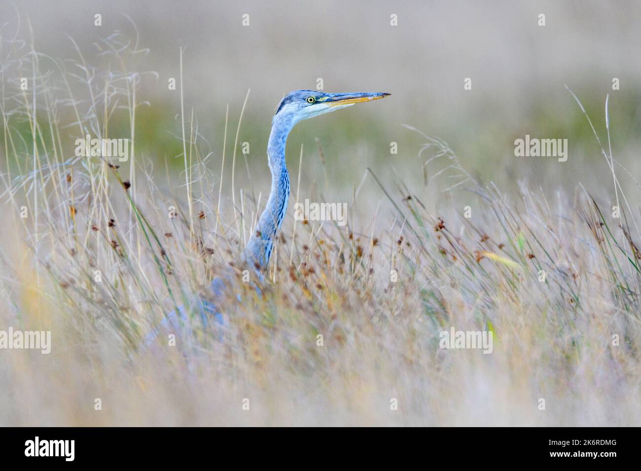 Hegre hi-res stock photography and images - Alamy