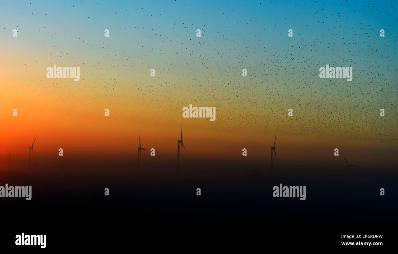Early morning murmuration of common starlings (Sturnus vulgaris) in ...