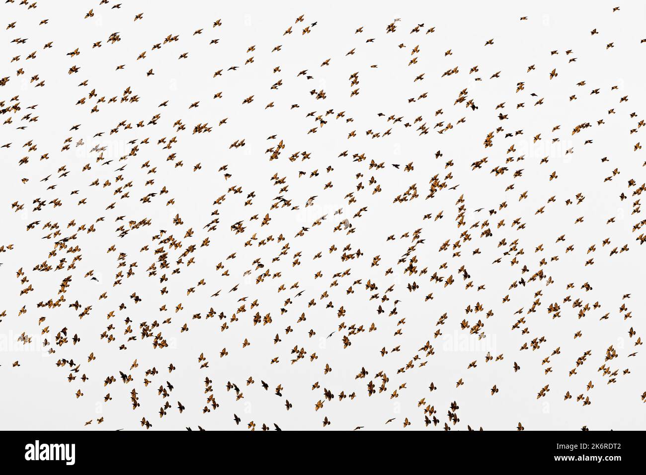 Murmuration of common starlings (Sturnus vulgaris) at Hasberg Sö ...