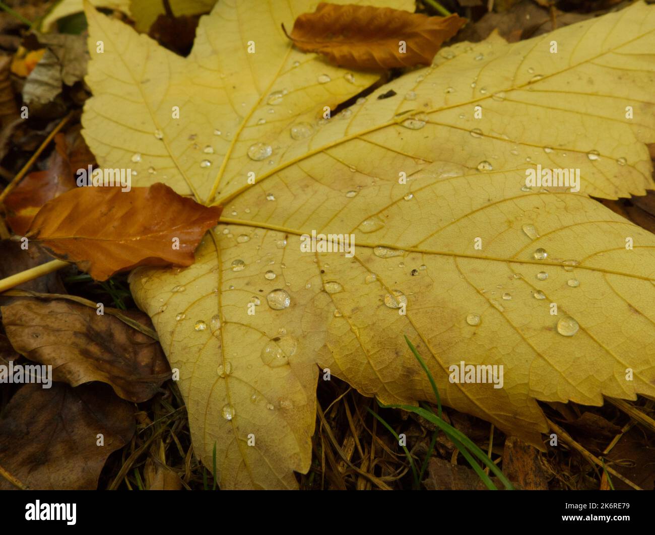 Raindrops on autumn leaves on forest floor Stock Photo - Alamy