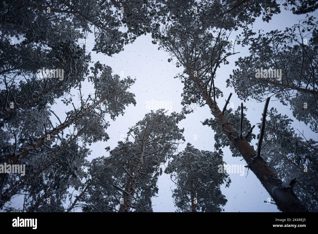 Landscape of beautiful pine forest, bottom-up view. Perspective of the ...