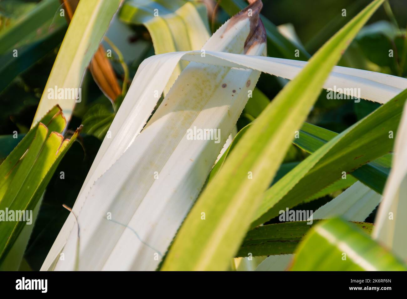 Kewda Flower In English