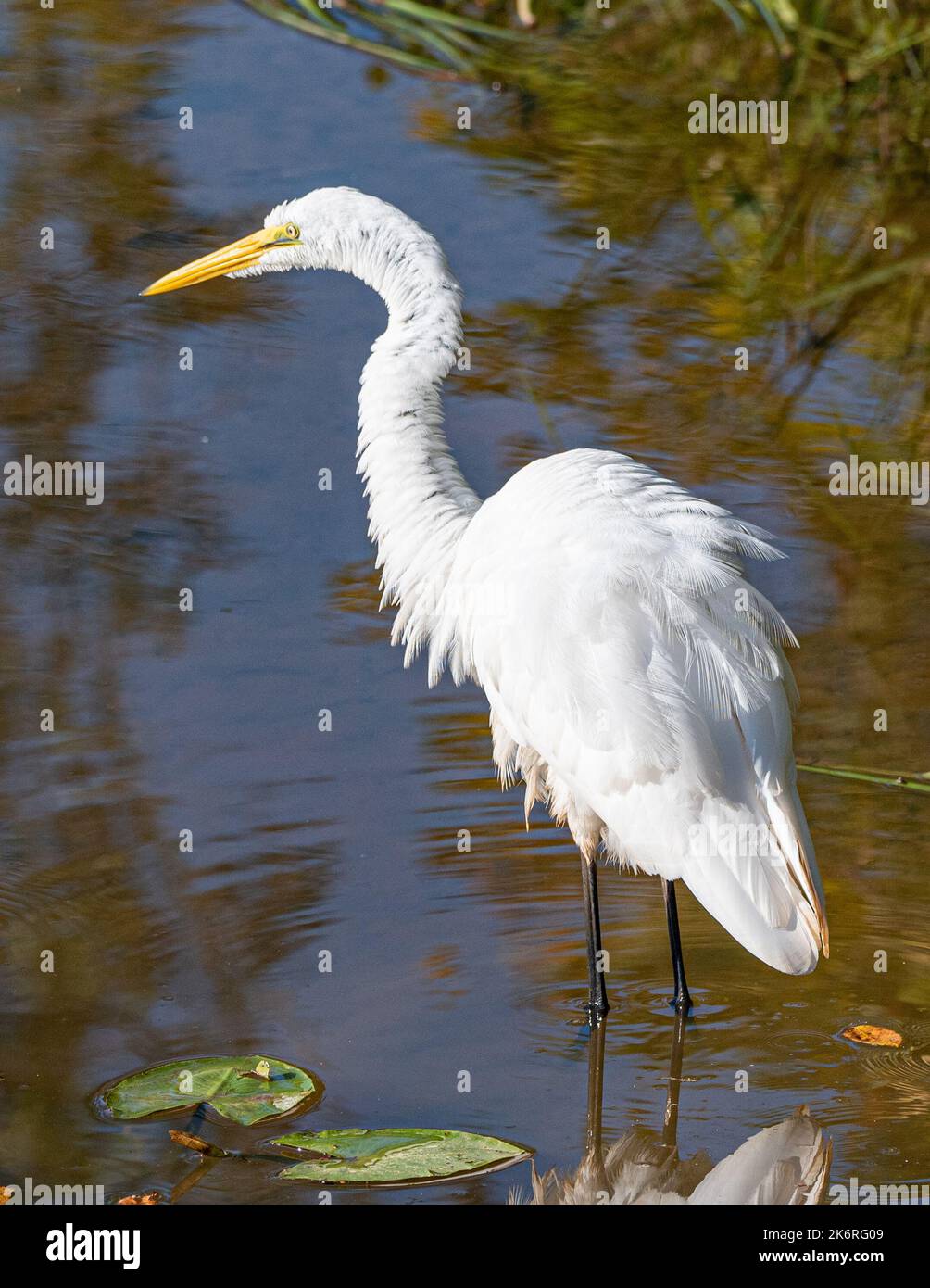 Egret and turtles hi-res stock photography and images - Alamy