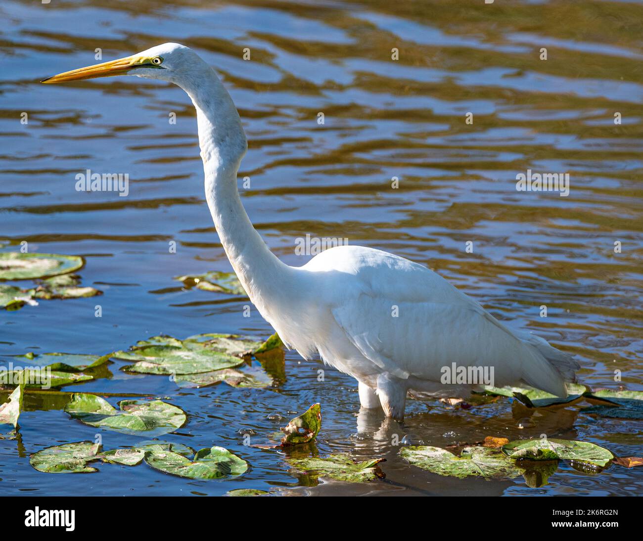 Egret and turtles hi-res stock photography and images - Alamy