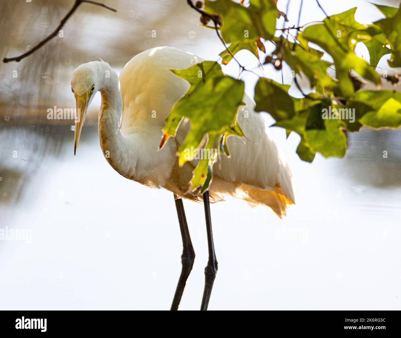 Birds, Nature, Turtles Stock Photo - Alamy