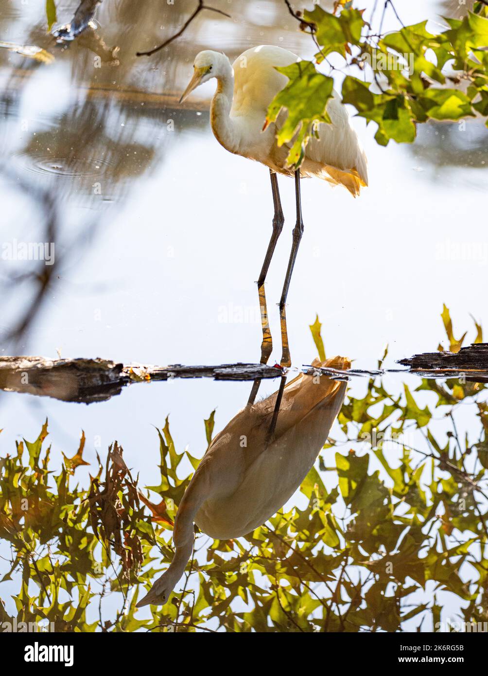 Egret and turtles hi-res stock photography and images - Alamy