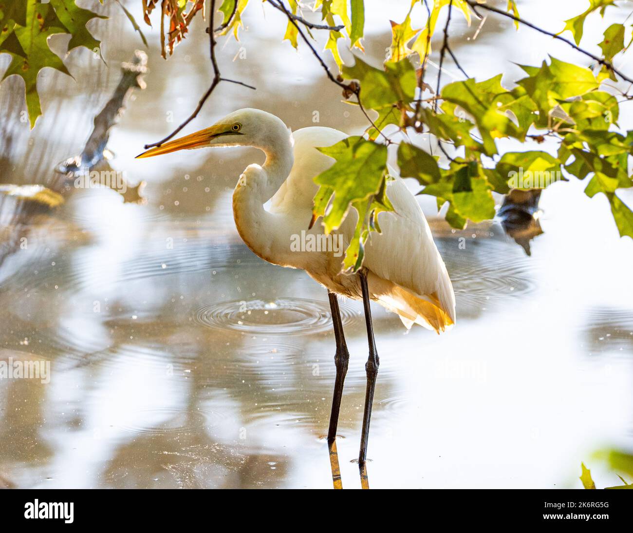 Egret and turtles hi-res stock photography and images - Alamy