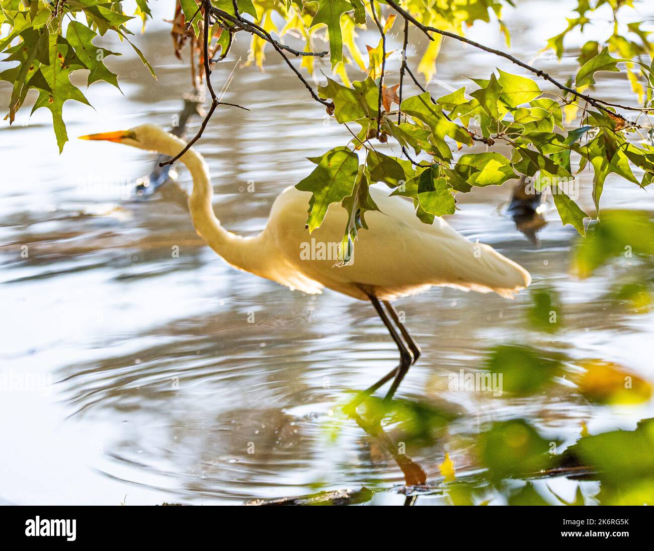 Egret and turtles hi-res stock photography and images - Alamy