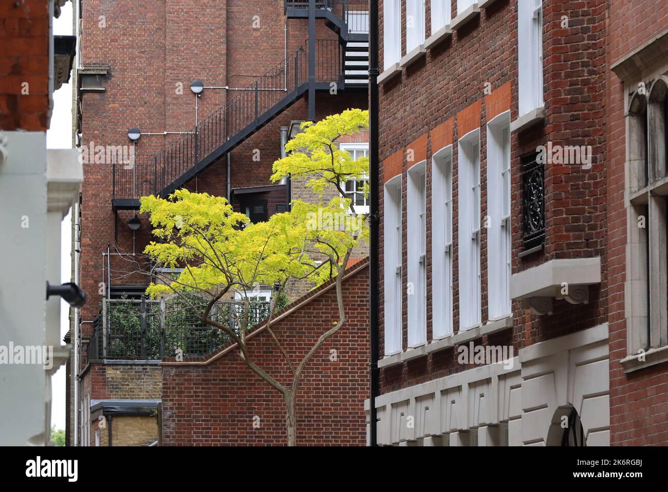 Yellow tree among the red buildings of London Stock Photo - Alamy
