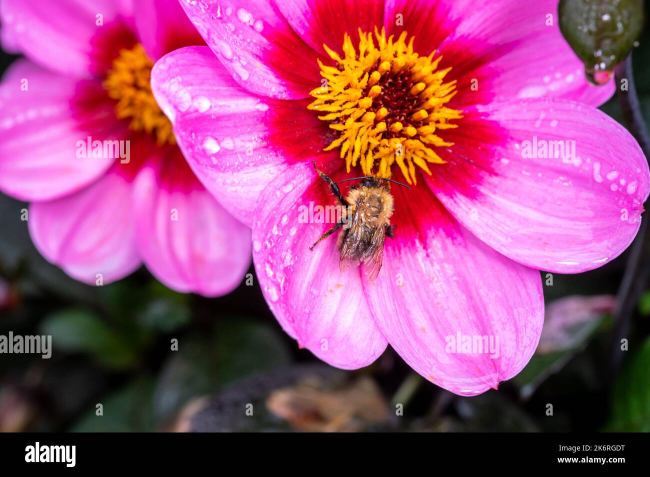 Small bee sitting on pink flower of Asteraceae Dahlia Happy single wink ...