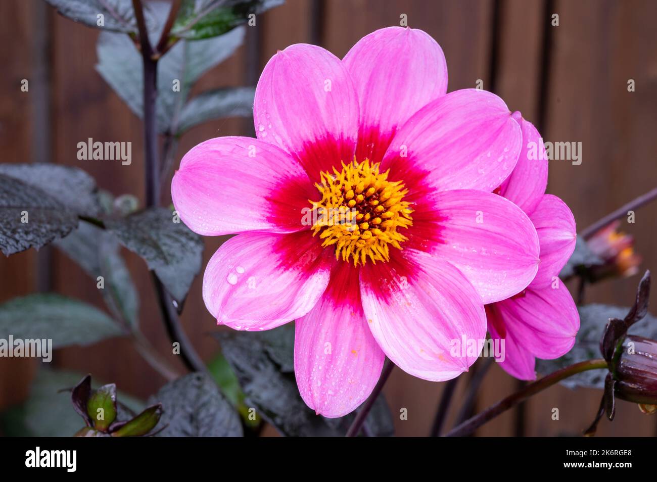 Small pink flowers of Asteraceae Dahlia Happy single wink Stock Photo ...