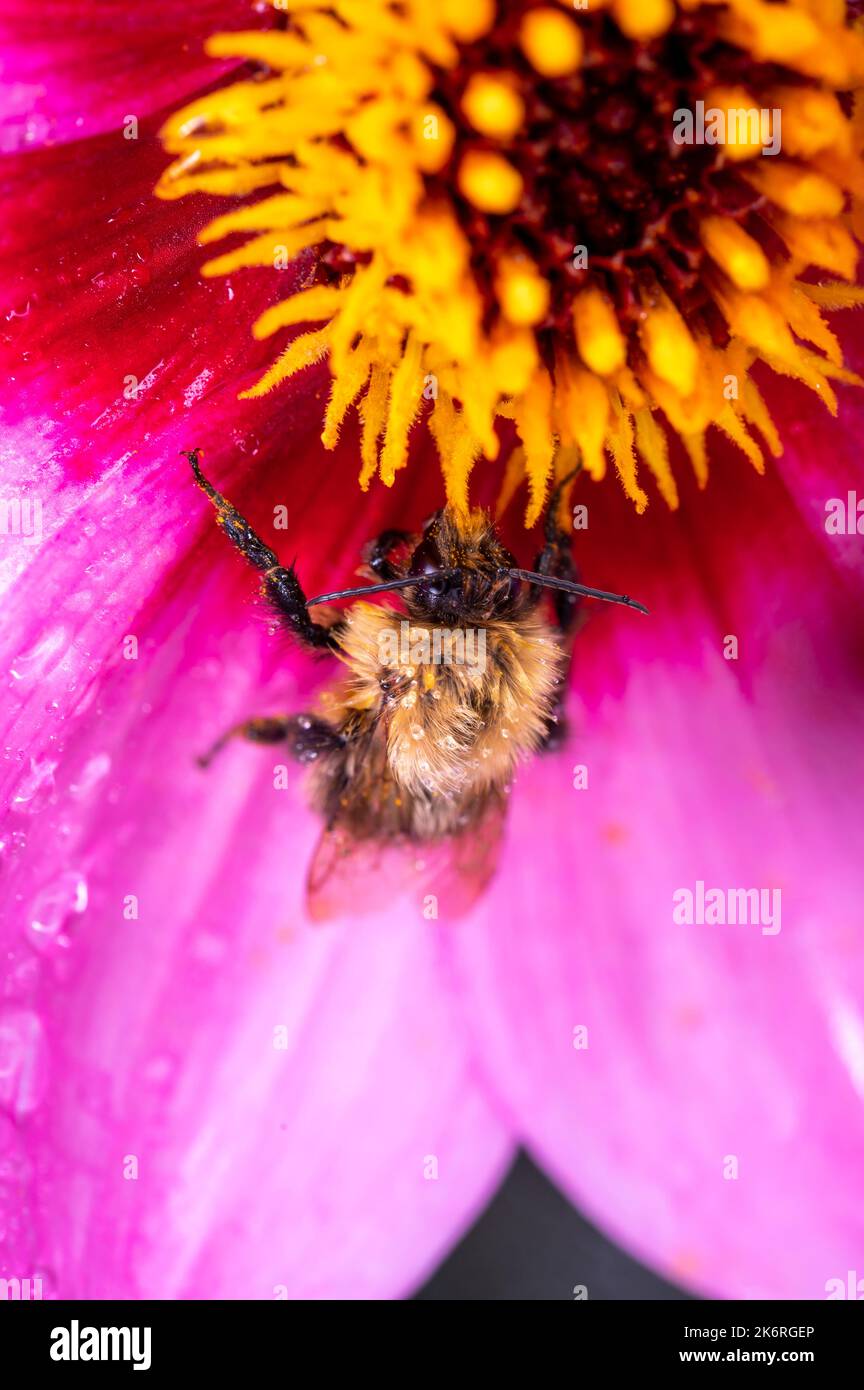 Small bee sitting on pink flower of Asteraceae Dahlia Happy single wink ...