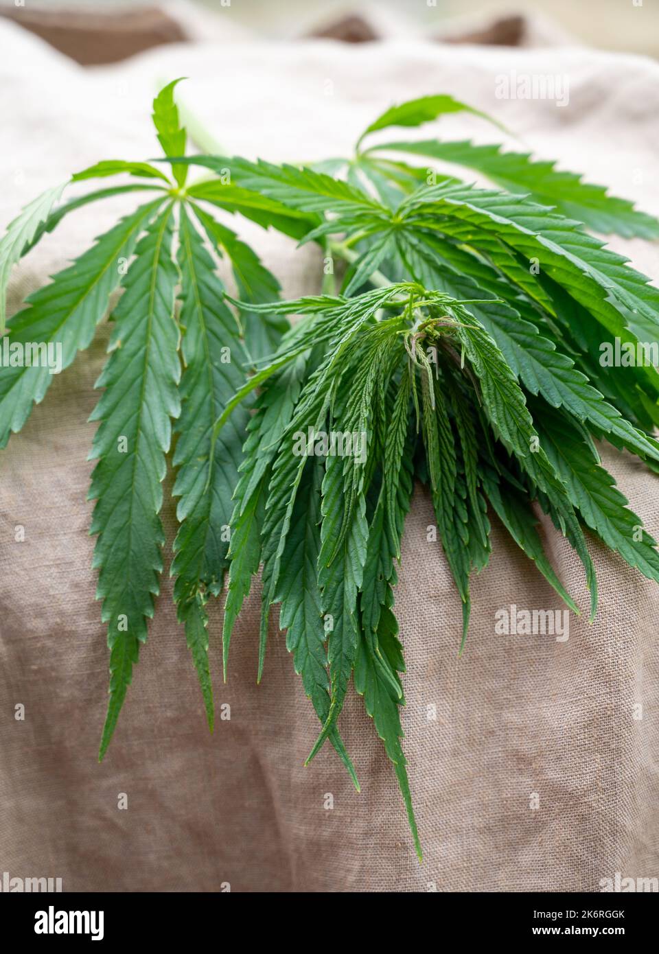 Outdoor growing hemp plant. Cannabis at the beginning of flowering ...
