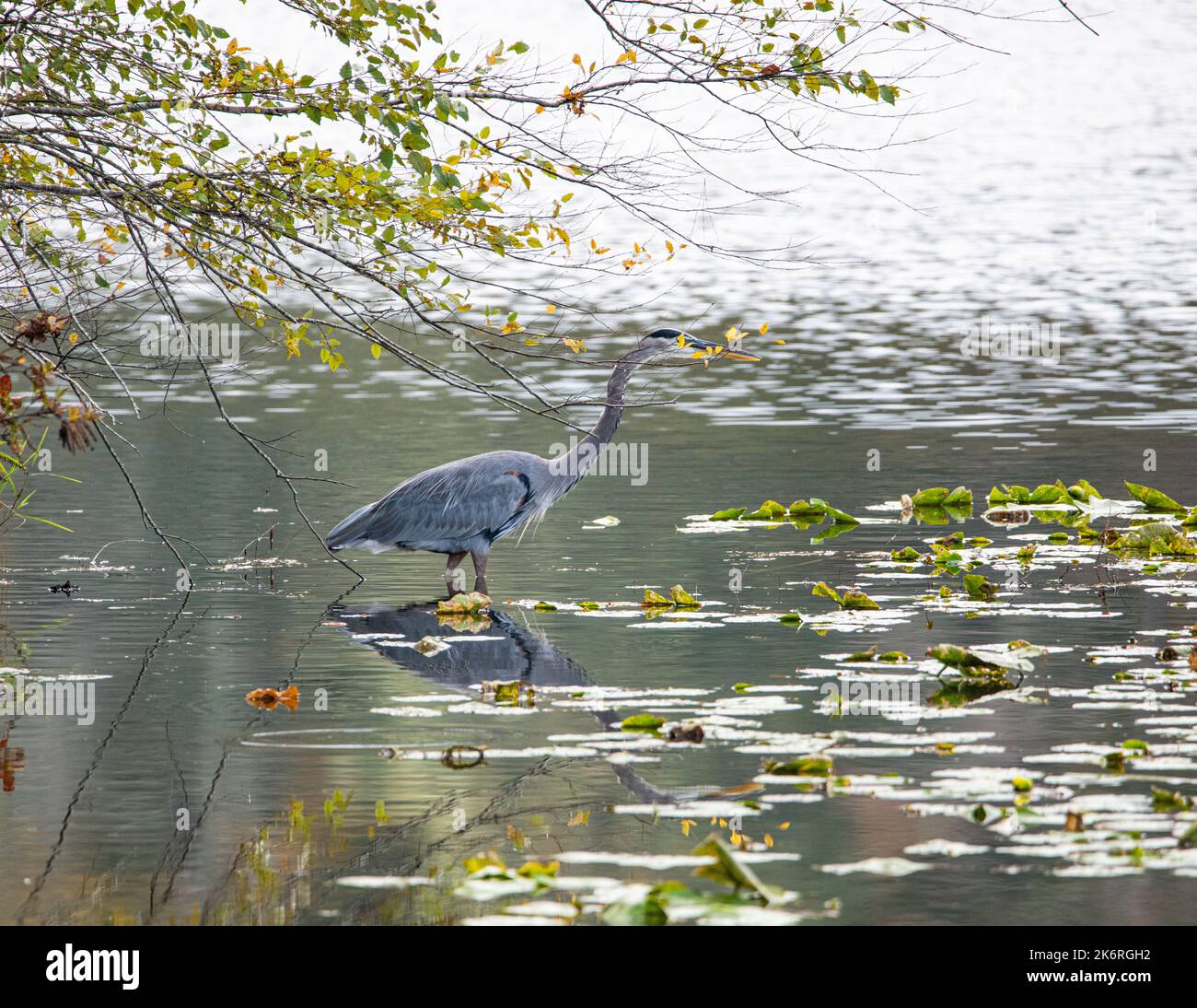 Birds, Nature, Turtles Stock Photo - Alamy