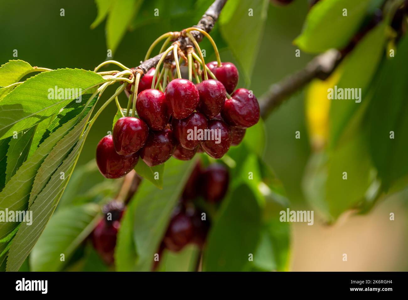 Sweet ripe black cherry berries hanging on cherry tree in fruit orchard ...