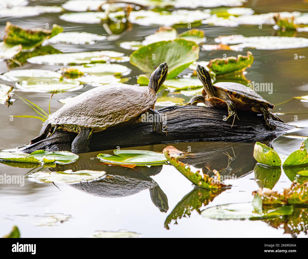 Birds, Nature, Turtles Stock Photo - Alamy