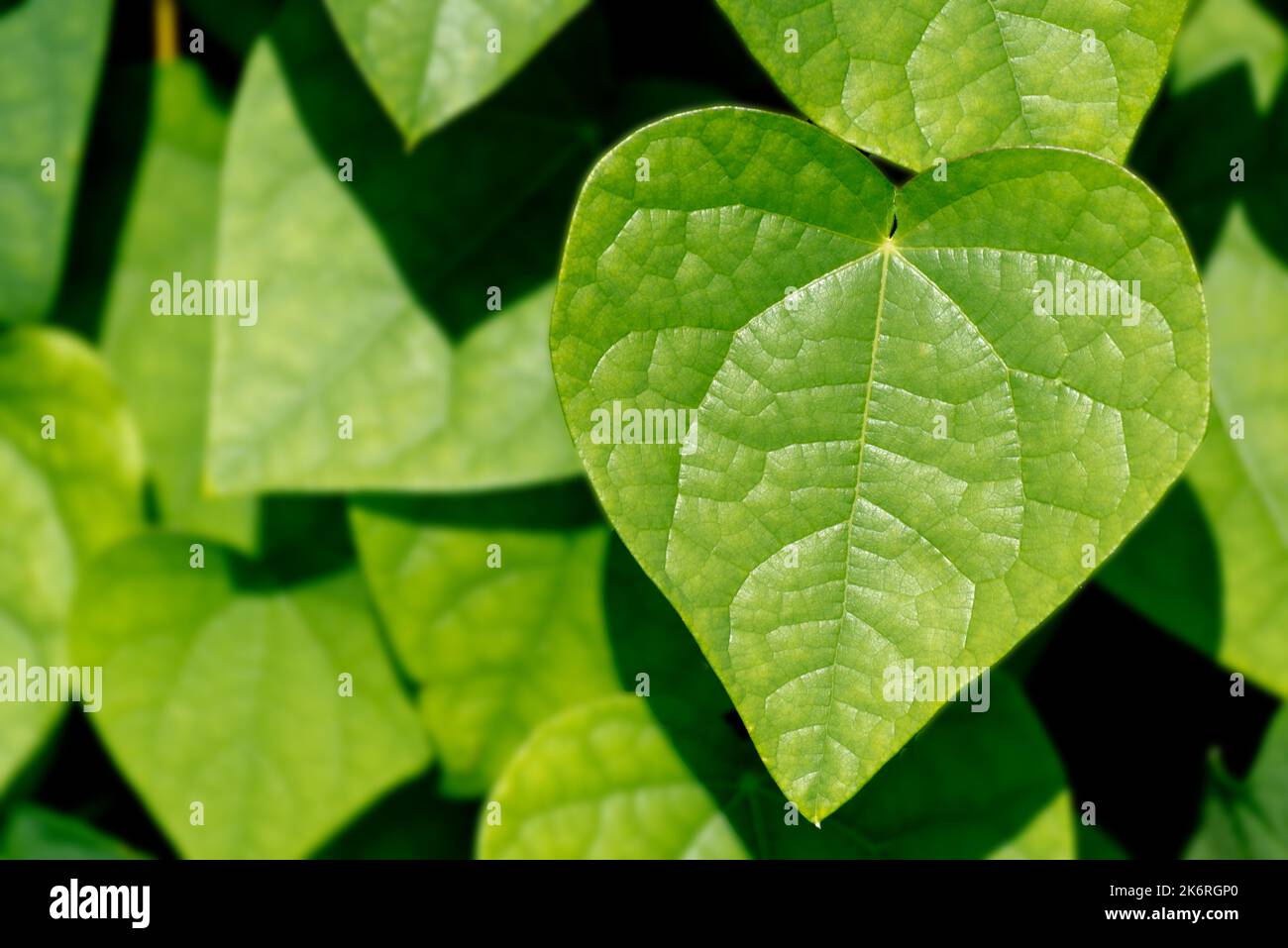 Moonseed hi-res stock photography and images - Alamy