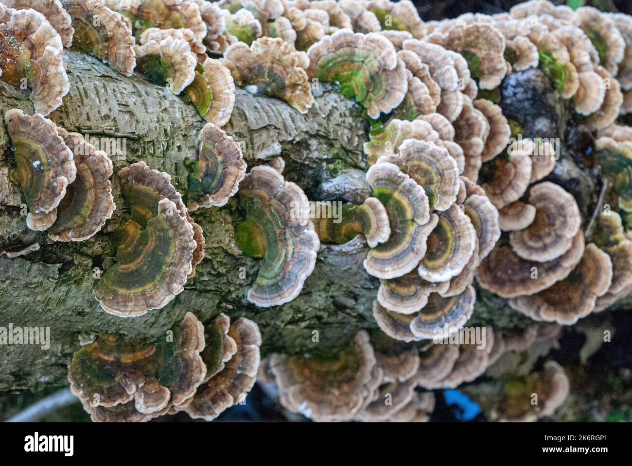 Rainbow tree fungus, New Forest, Hampshire, UK Stock Photo - Alamy