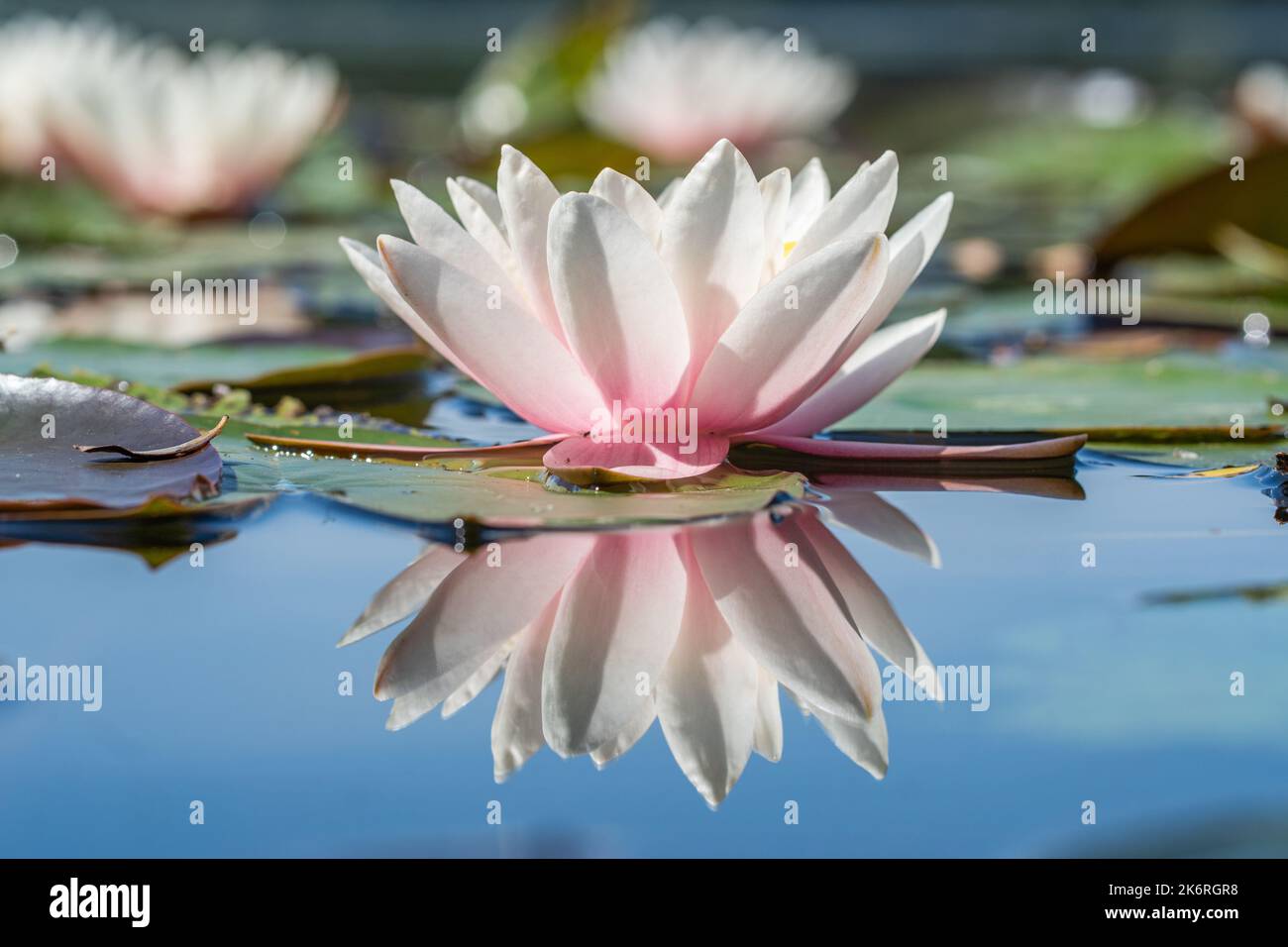 beautiful white pink water lily reflected in the water detail macro ...