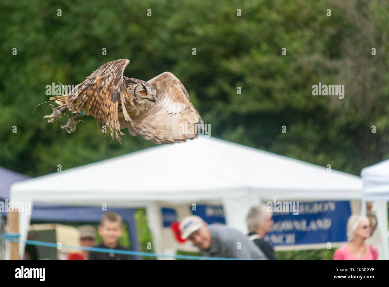 Tawny owl uk flight hi-res stock photography and images - Alamy