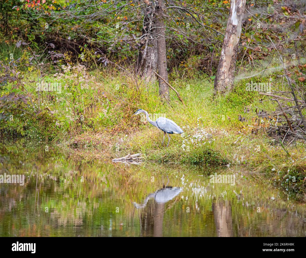 Birds, Nature, Turtles Stock Photo - Alamy