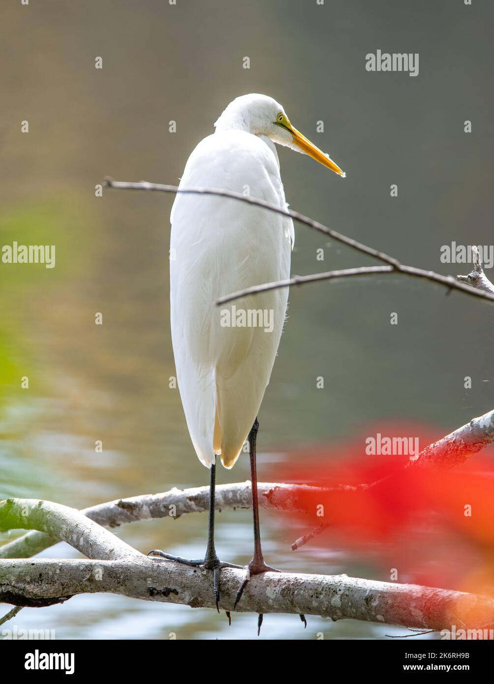 Egret and turtles hi-res stock photography and images - Alamy