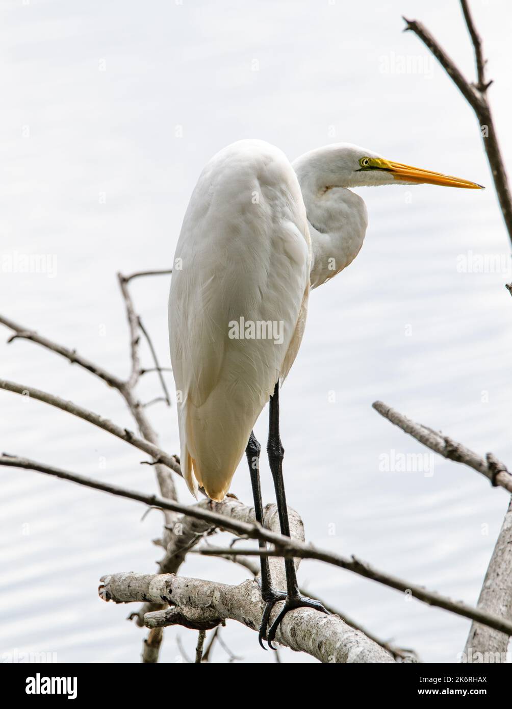 Egret and turtles hi-res stock photography and images - Alamy