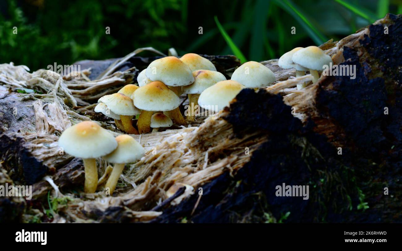 Sunlight on the Autumn Fruiting Fungi Stock Photo - Alamy