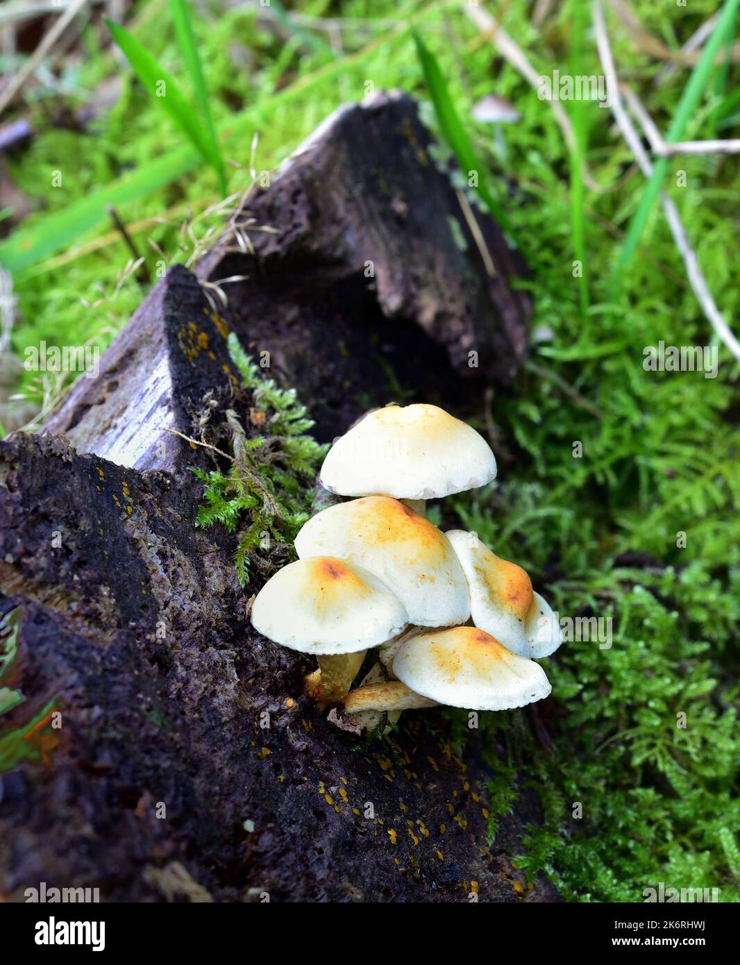 Sunlight on the Autumn Fruiting Fungi Stock Photo - Alamy