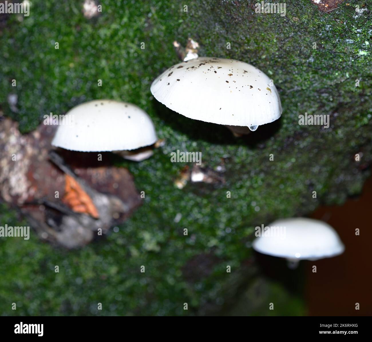 Sunlight on the Autumn Fruiting Fungi Stock Photo - Alamy