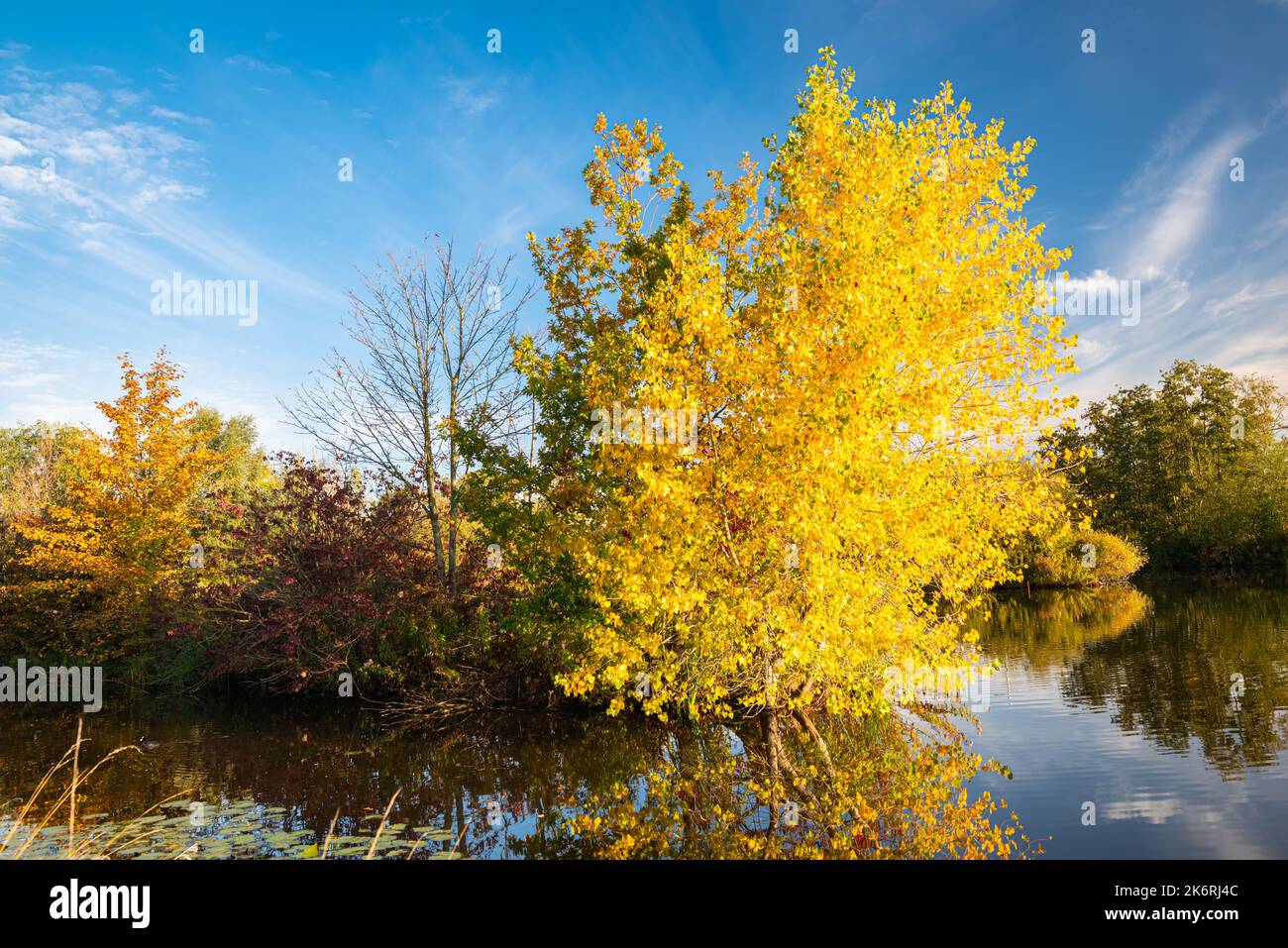 Tree with yellow autumn foliage along the waterside Stock Photo - Alamy