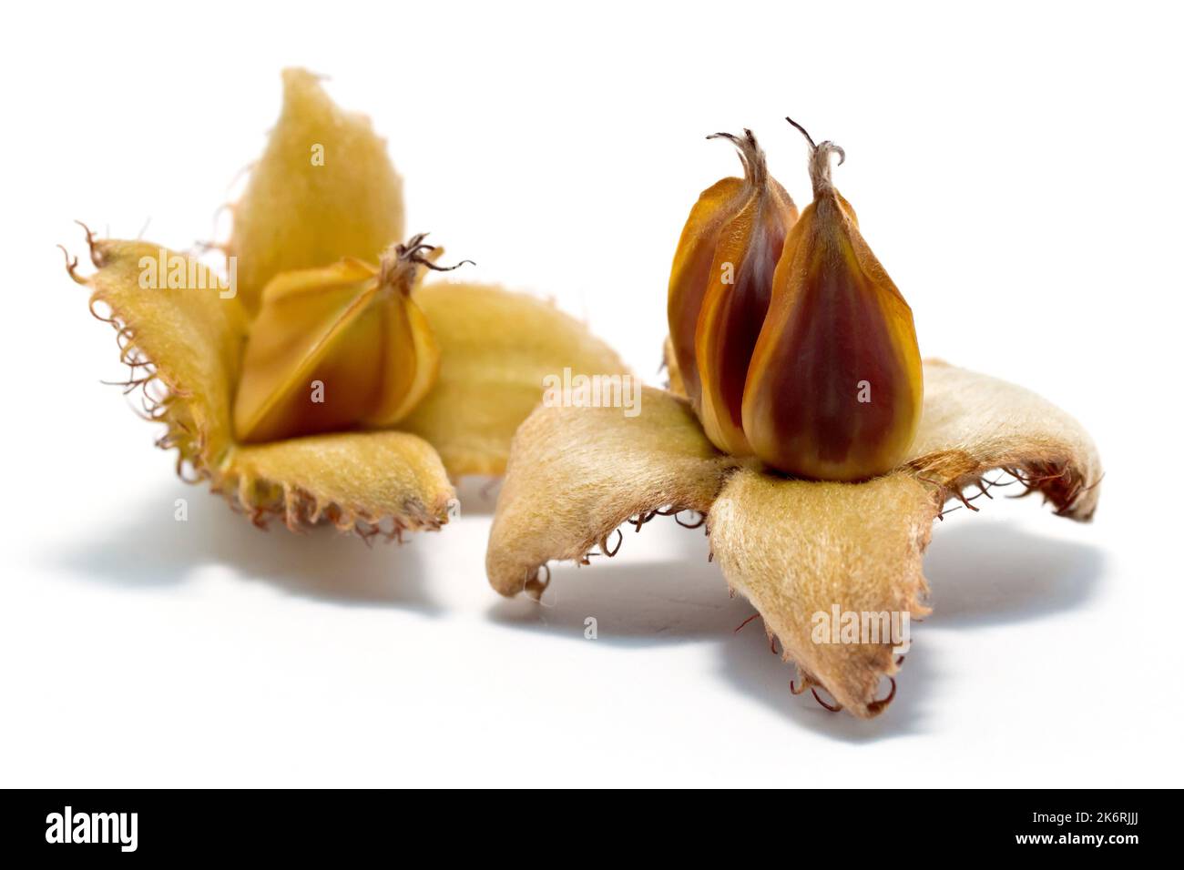 Beech (fagus sylvatica), close up showing two open fruits of the tree ...