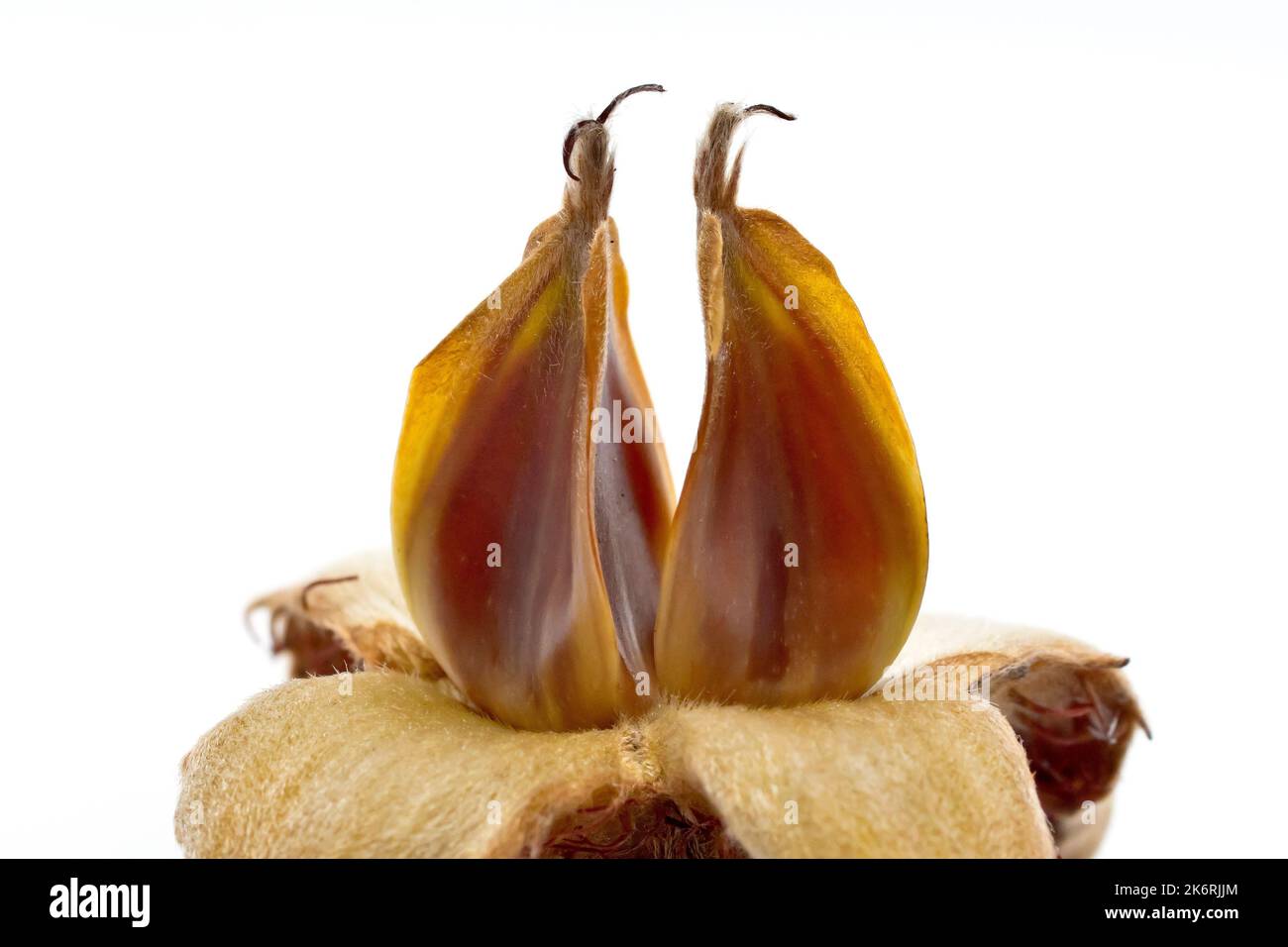 Beech (fagus sylvatica), close up showing two beech nuts sitting inside ...